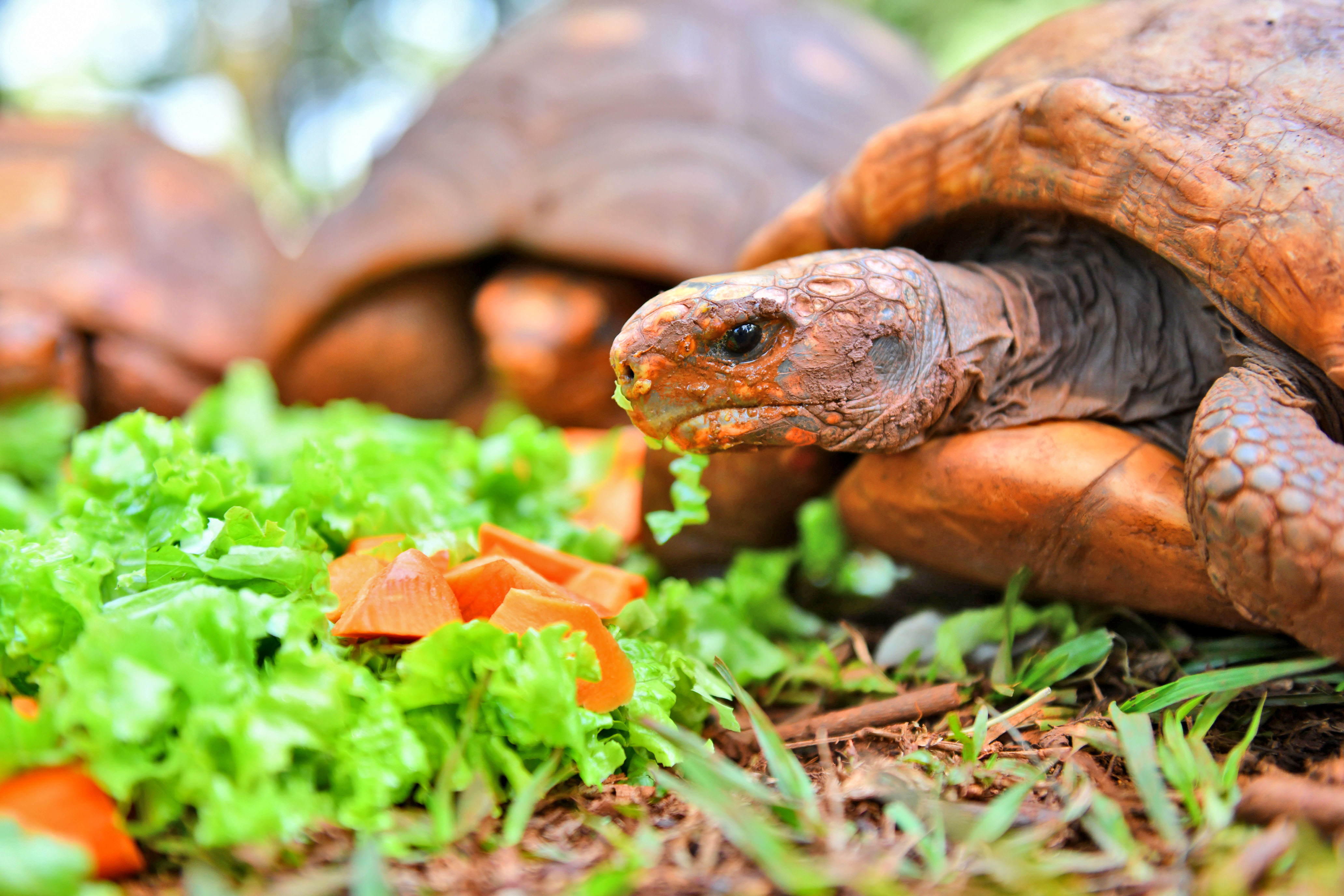 ITAIPU conmemora Día Mundial de los Animales con acciones de ...