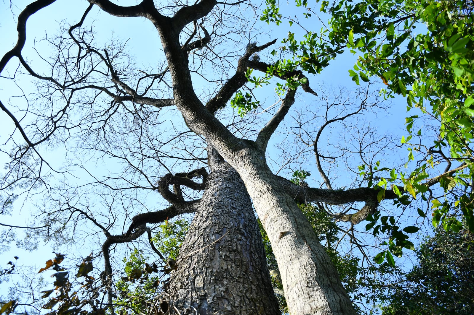 Yvyra Pytã de la Reserva Pozuelo figura entre los 22 árboles finalistas ...